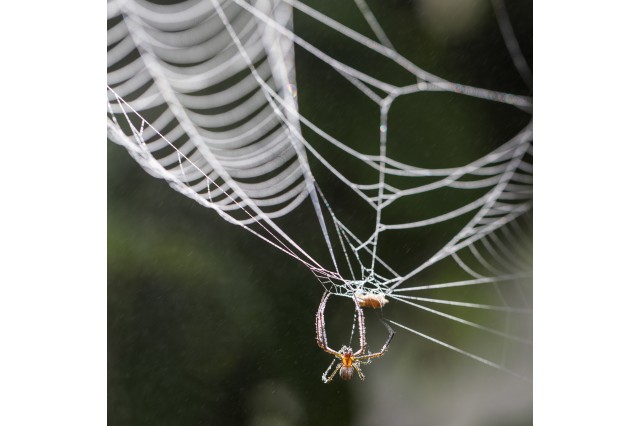 Spider Pavilion | Natural History Museum