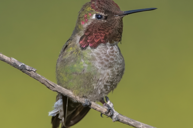 Kickball. Soccer. Birding. Birding?! | Natural History Museum