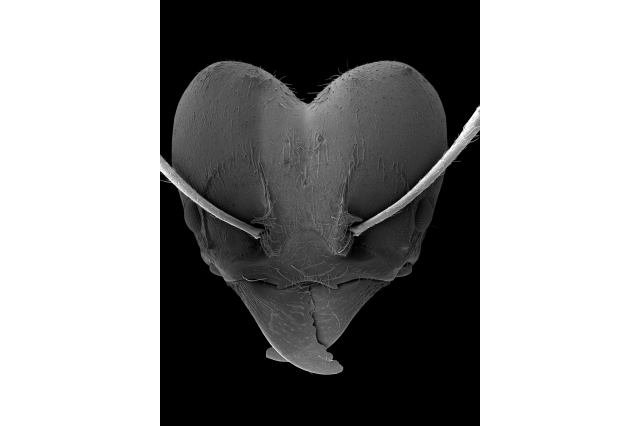 Think Small With SEM | Natural History Museum