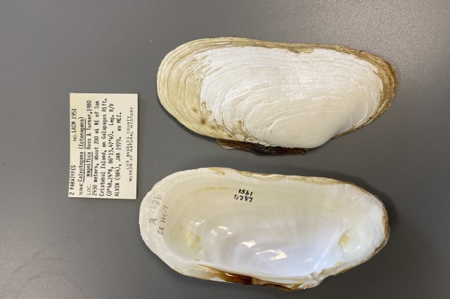 Depth Perceptions | Natural History Museum