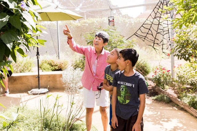 Spider Pavilion | Natural History Museum