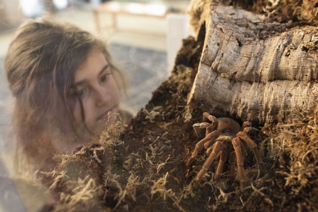 Spider Pavilion | Natural History Museum