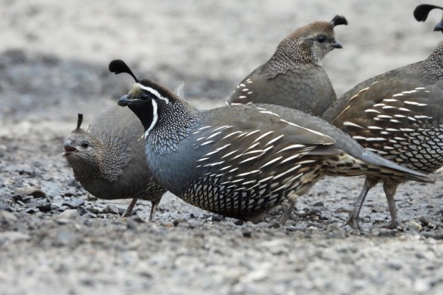 Natural History Museum