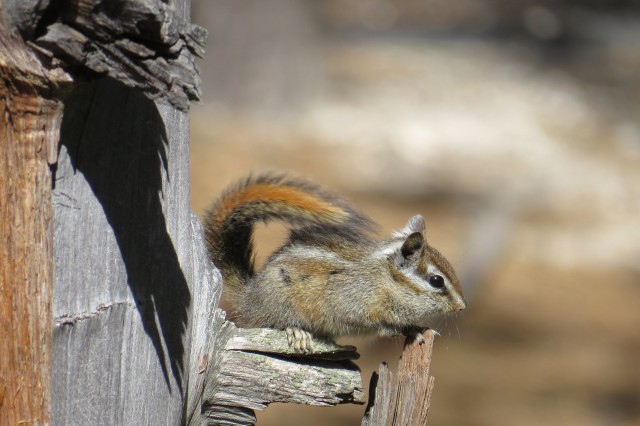 Natural History Museum