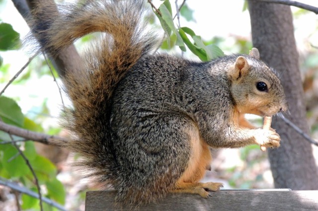 Nature Gardens Turn 10 | Natural History Museum