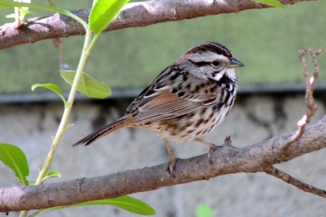 Nature Gardens Turn 10 | Natural History Museum