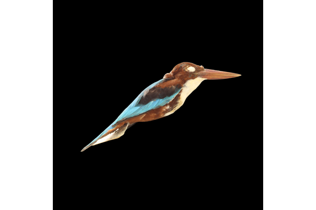 A Virtual Chocolate-y Tour of the Collections | Natural History Museum