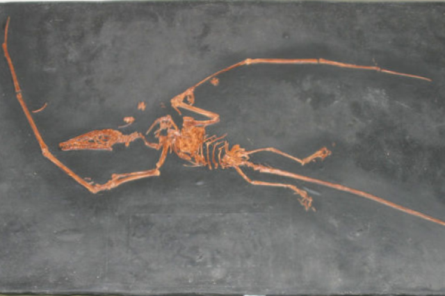 Year of the Dragon | Natural History Museum