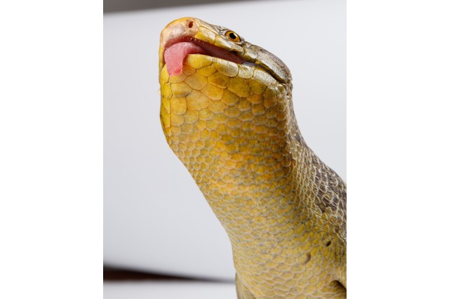 Year of the Dragon | Natural History Museum