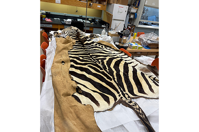 Spotting Species with Zebra Stripes in the Mammalogy Collection ...