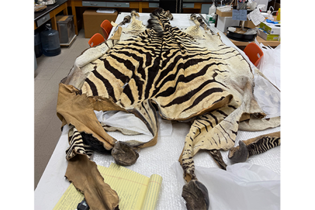 Spotting Species with Zebra Stripes in the Mammalogy Collection ...