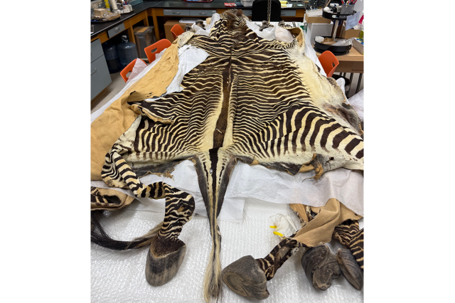 Spotting Species with Zebra Stripes in the Mammalogy Collection ...