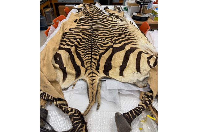 Spotting Species with Zebra Stripes in the Mammalogy Collection ...
