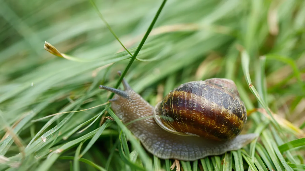 Land Snails: The Key to Beauty? | Natural History Museum
