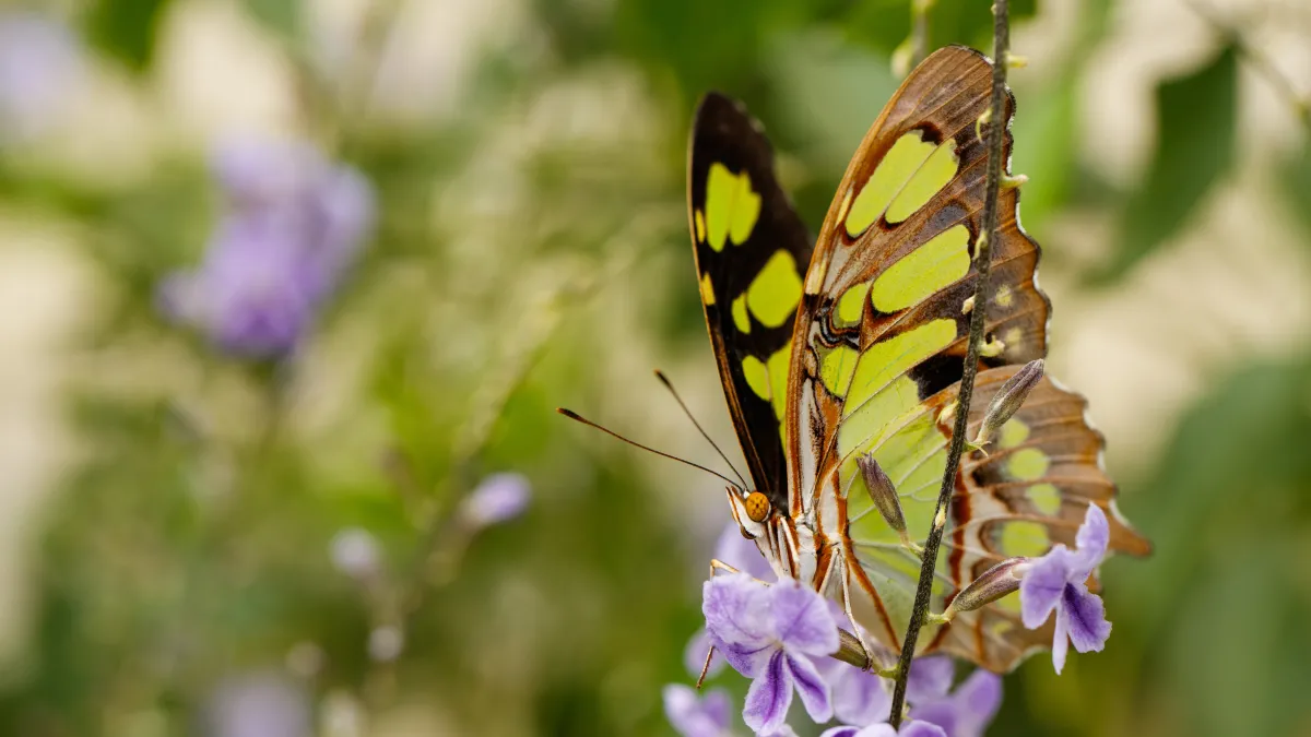 Pollinators help us bloom at NHM! | Natural History Museum