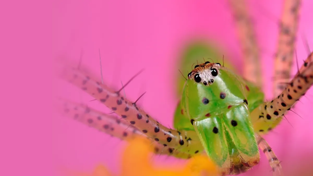 Spider Pavilion Member Preview Days | Natural History Museum