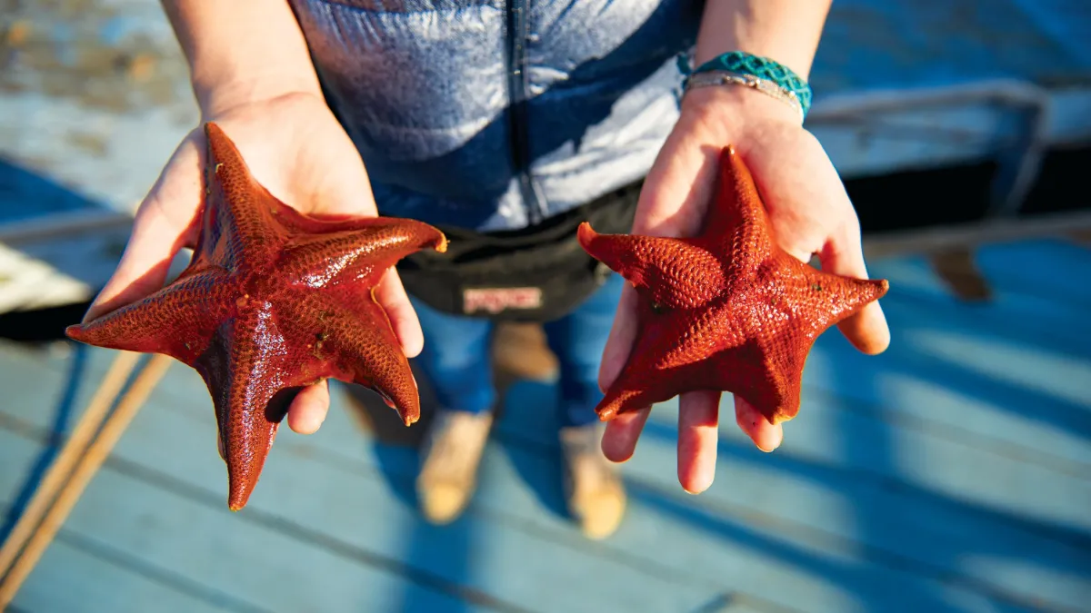 Dive into the Science of SpongeBob: Meet the Residents of Bikini Bottom ...