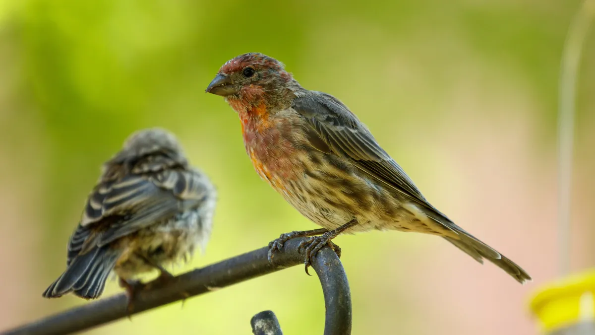 Birds | Natural History Museum