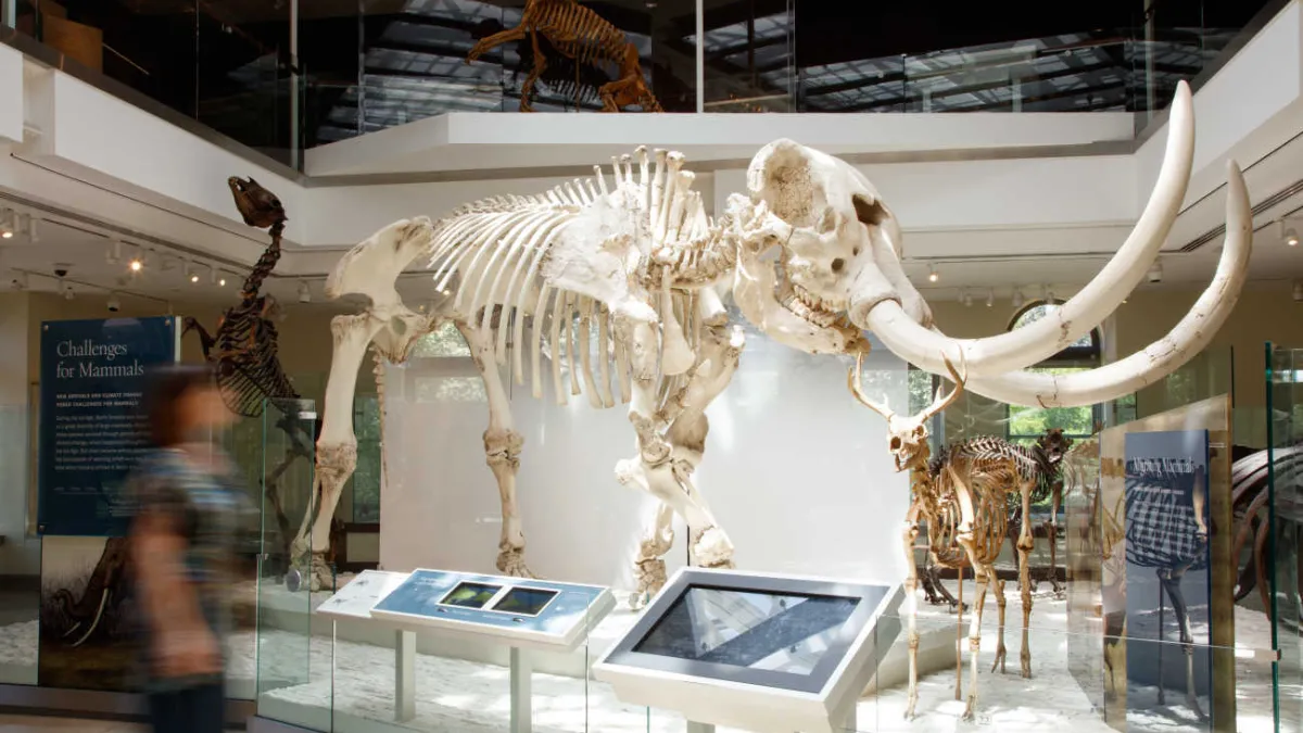 Mammals | Natural History Museum
