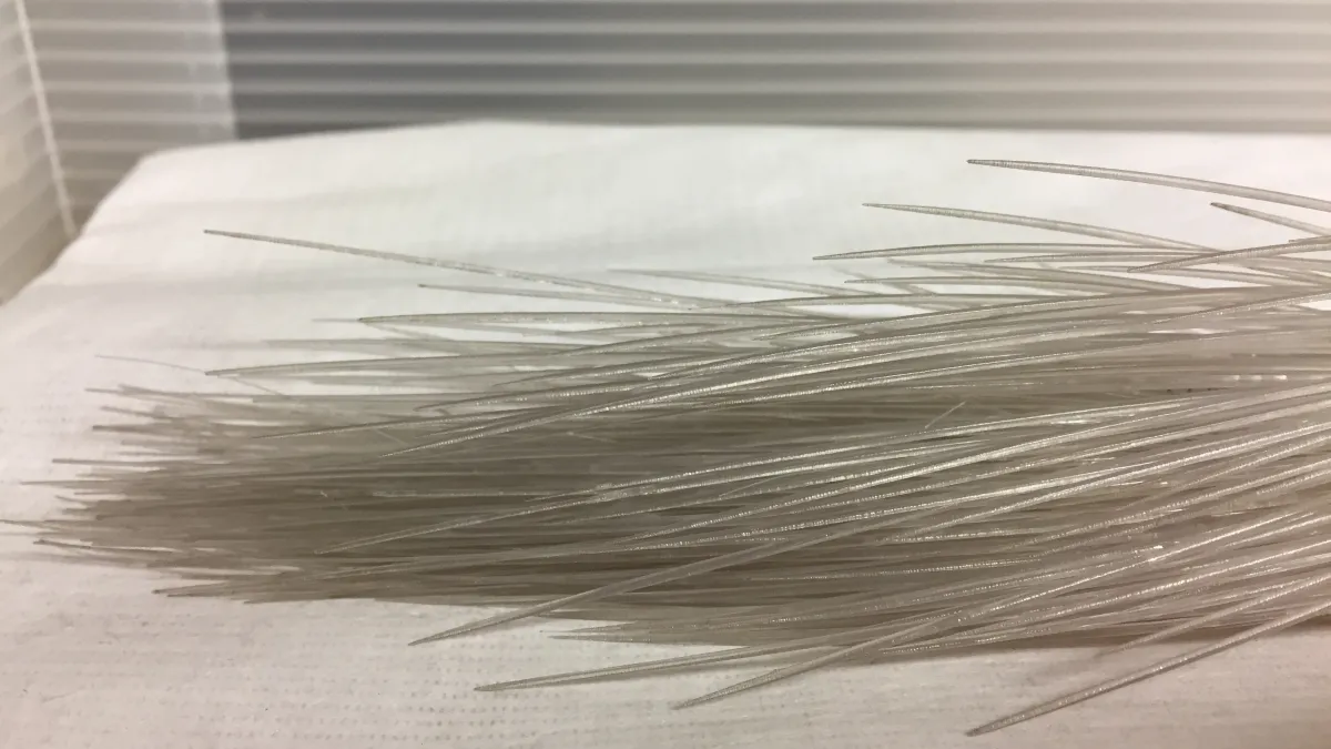 Woah, Check Out This Sponge | Natural History Museum