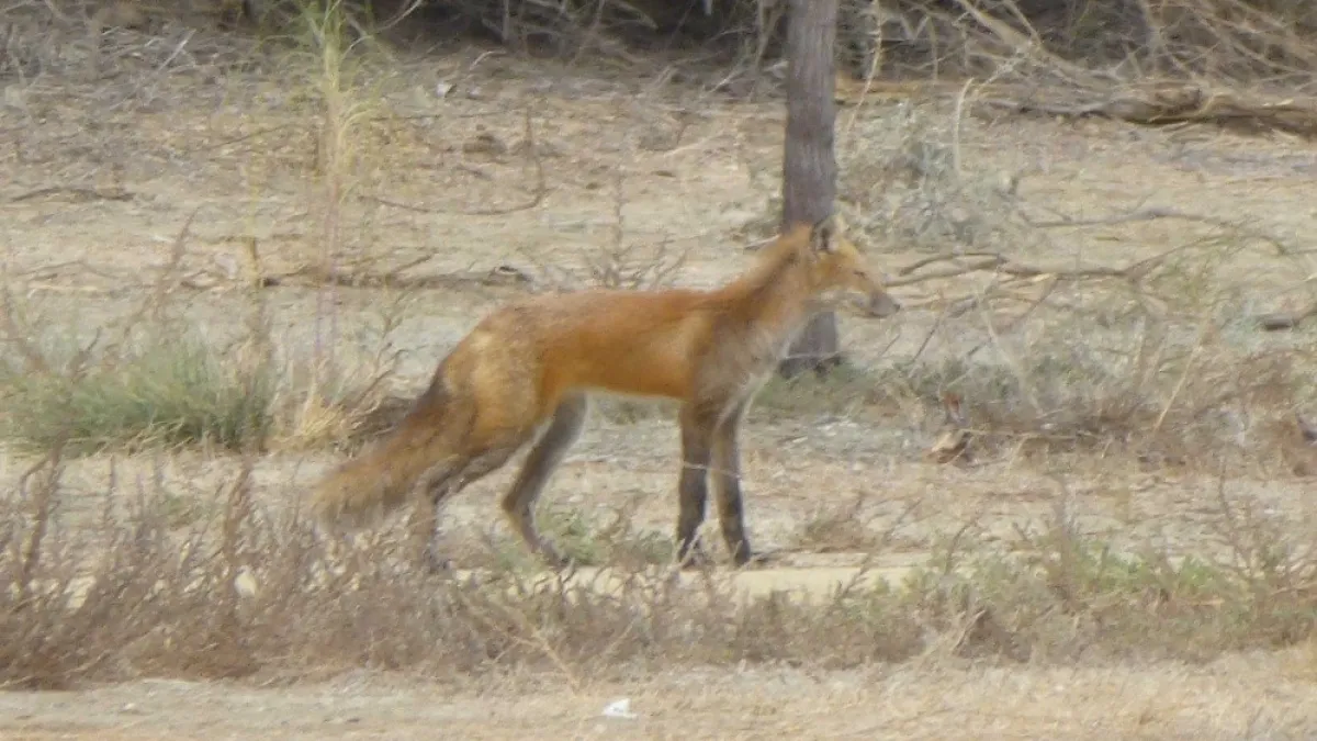 Red Fox Sighted in San Pedro: From Fox Farms to Coyote Food | Natural ...