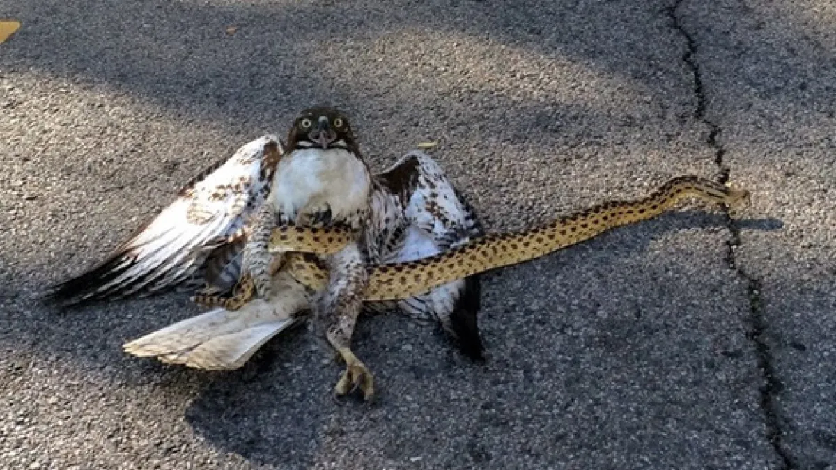 Hawk Attacks Snake and Epically Fails! | Natural History Museum