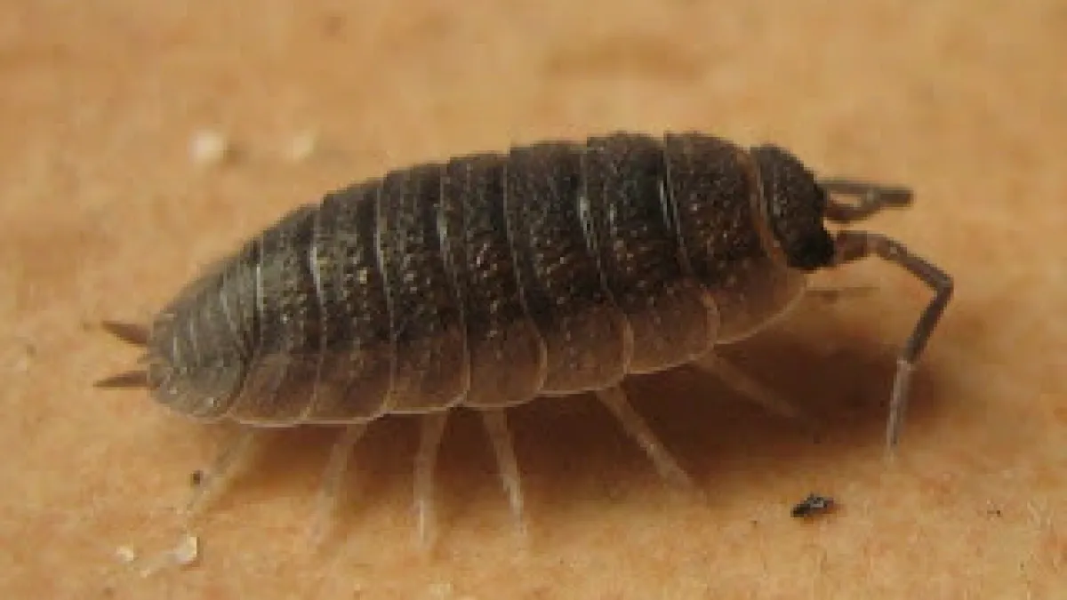 Nature Gardens Pill Bugs | Natural History Museum