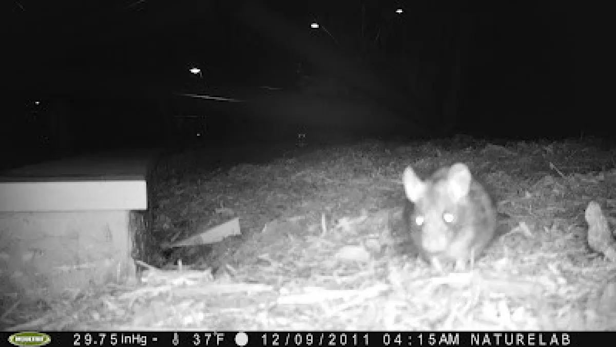 Black Rats, Brown Rats, and the Plague | Natural History Museum