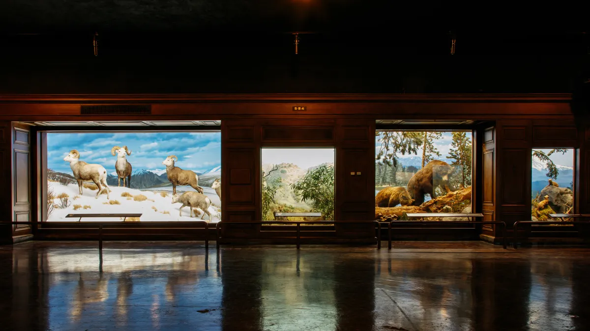 African and North American Diorama Halls | Natural History Museum