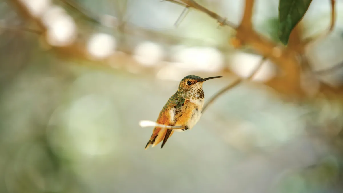 A Charm of Hummingbirds in DTLA | Natural History Museum