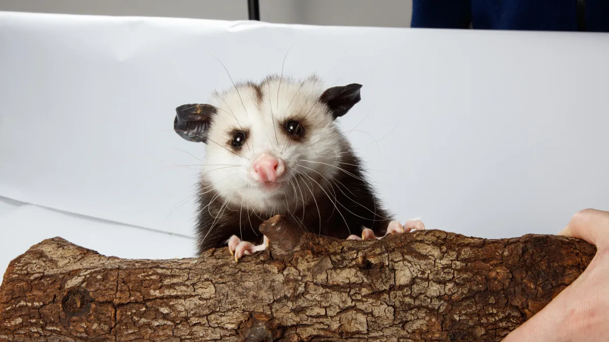 Baby Opossums in Your House! | Natural History Museum