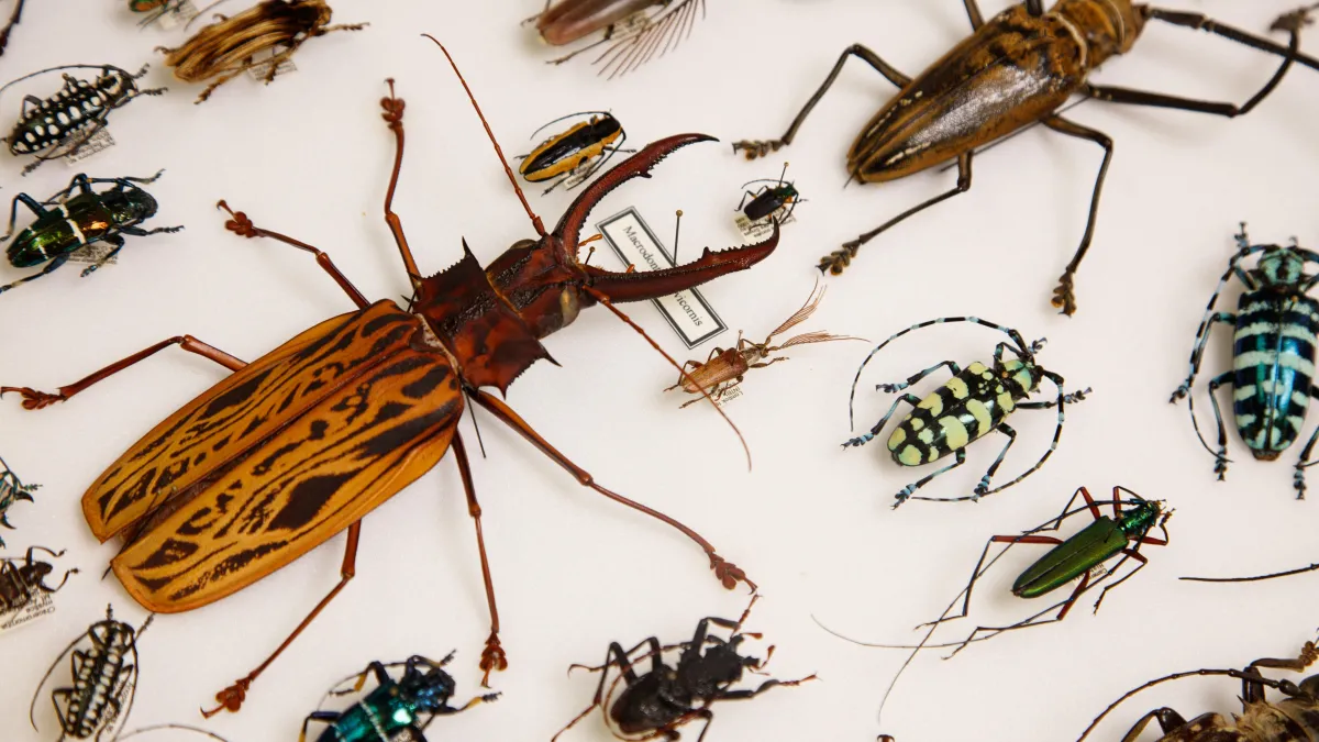 Entomology | Natural History Museum