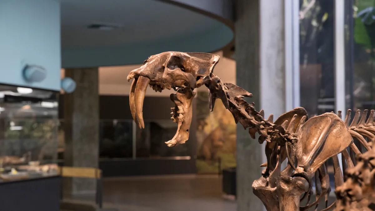 Saber-toothed Cats | Natural History Museum