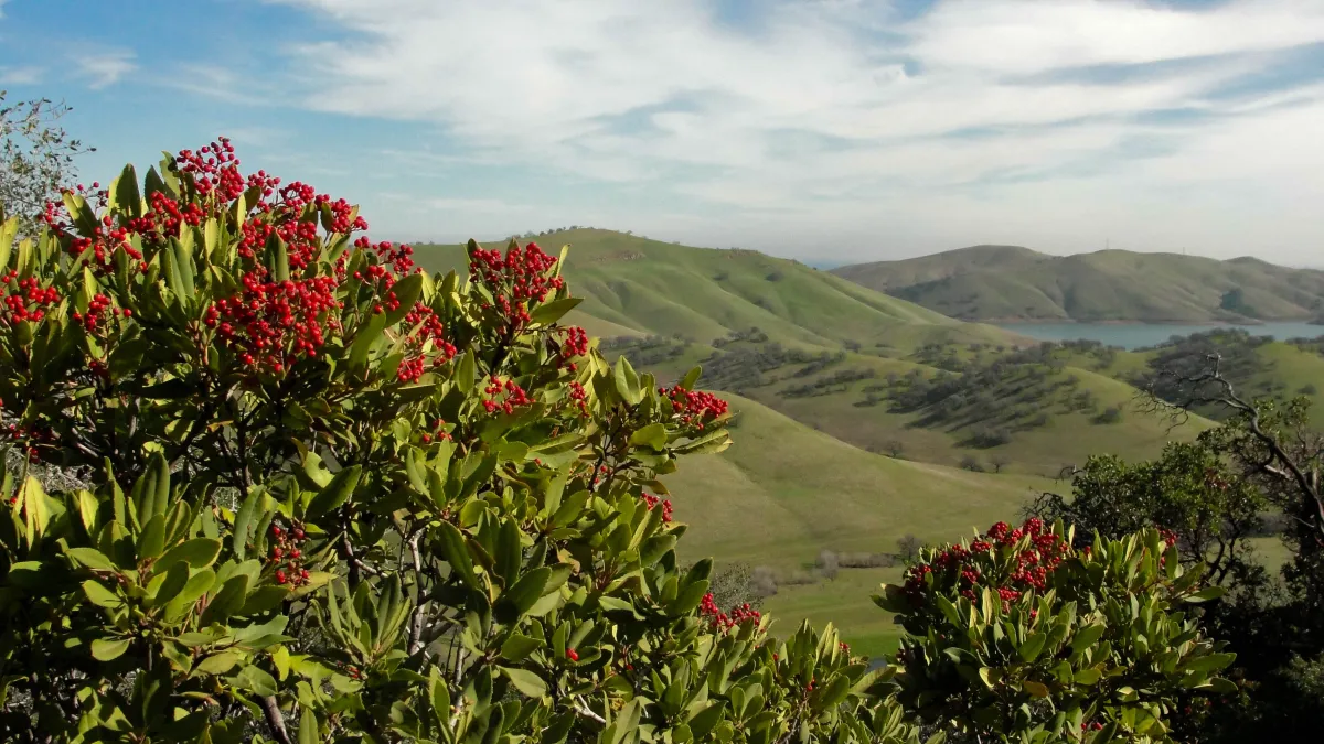 California Holly: How Hollywood Didn't Get its Name | Natural History ...