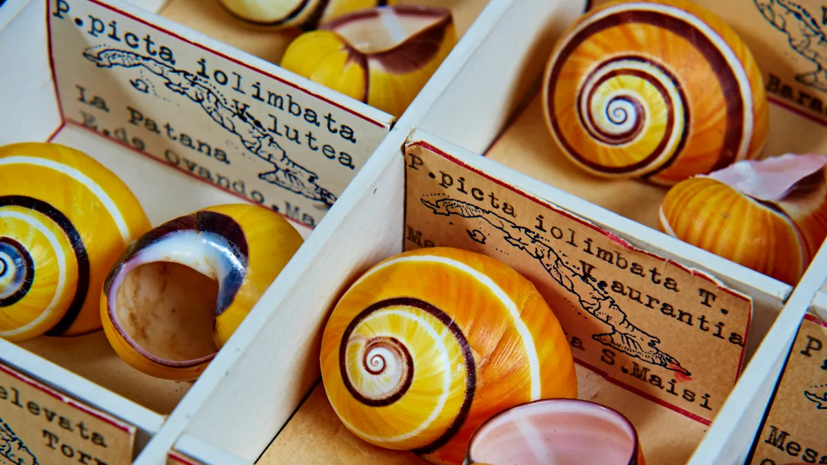 Malacology | Natural History Museum