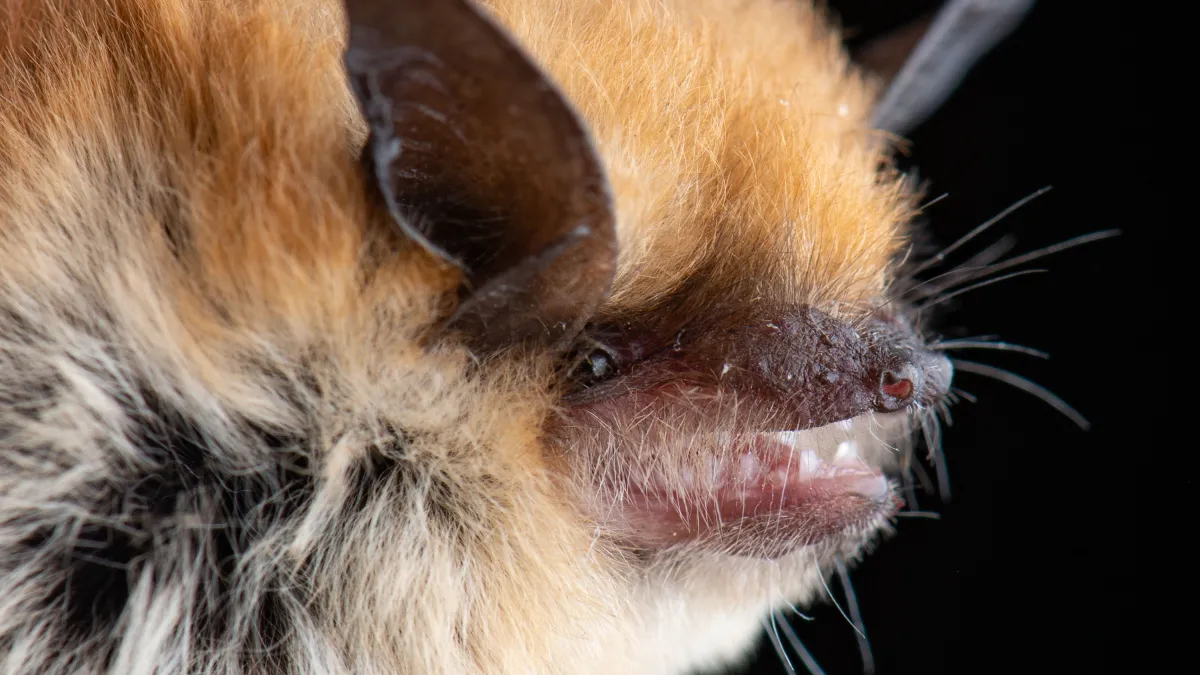 Backyard Bats | Natural History Museum