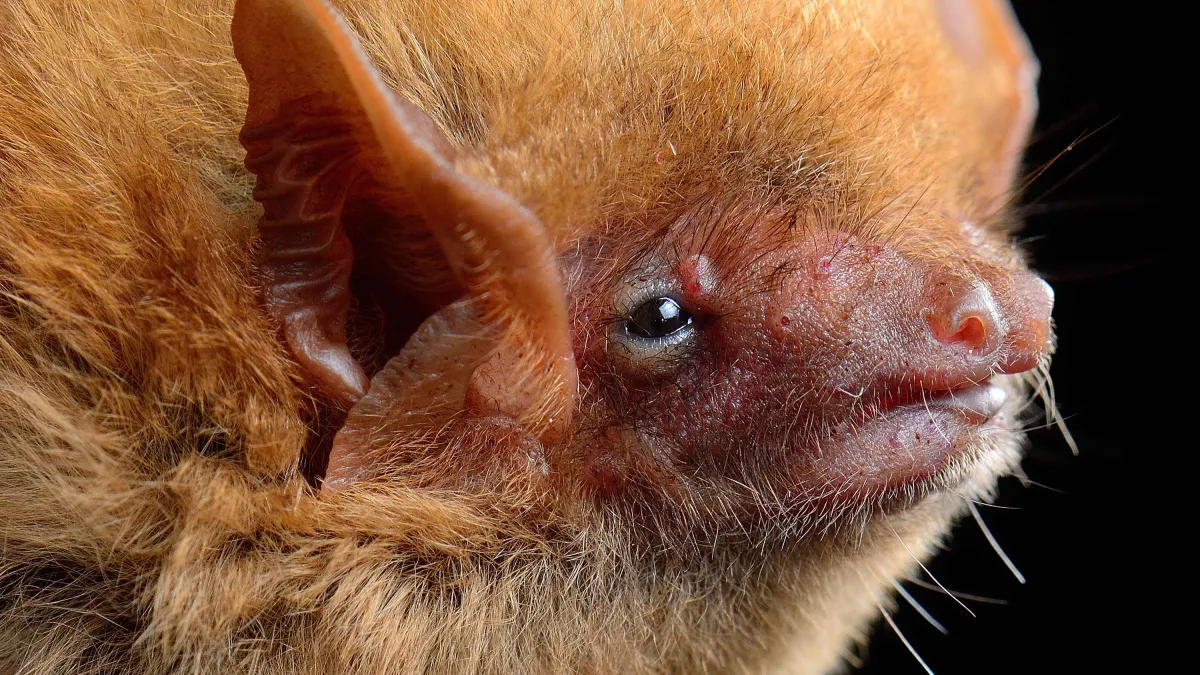 Bats over Los Angeles with Miguel Ordeñana | Natural History Museum