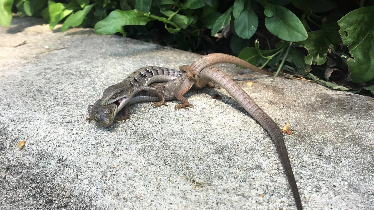 Alligator Cannibalism 10 Deadliest Animals To Humans Discover The