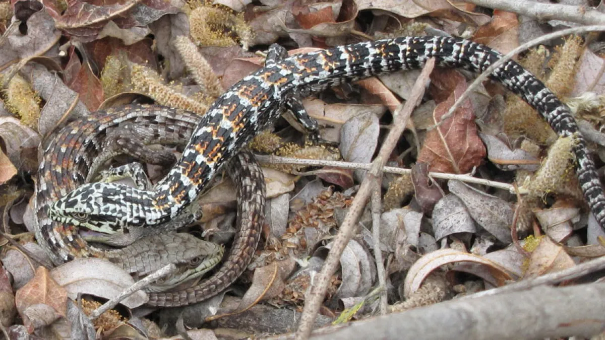 Studying Lizard Love Through Citizen Science | Natural History Museum