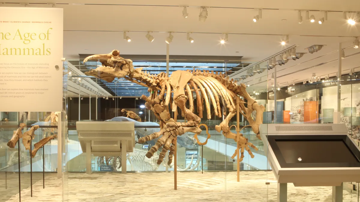 Horse Evolution Updating Natural History Museum Exhibits Equine