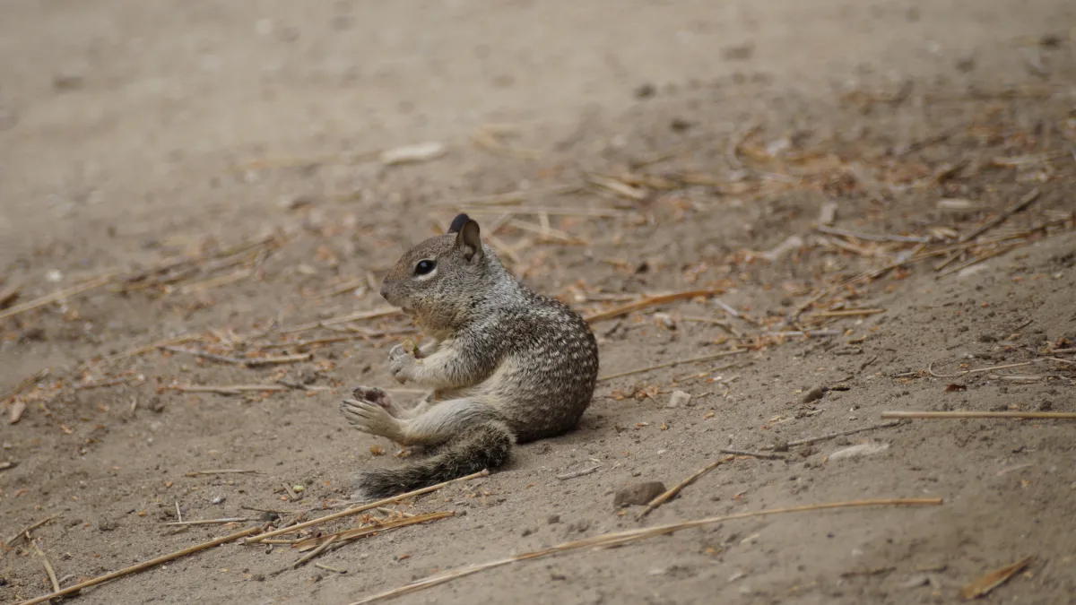 Abandoned Baby Animals: What Should You Do? | Natural History Museum