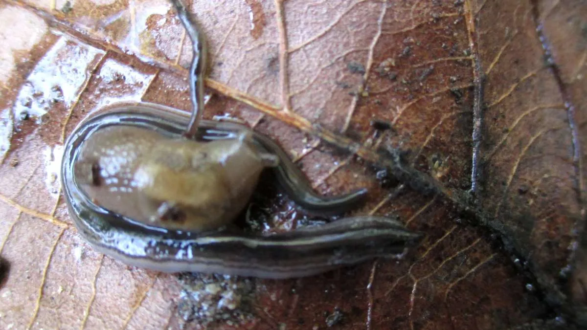 Slimy Friends Or ... ? | Natural History Museum