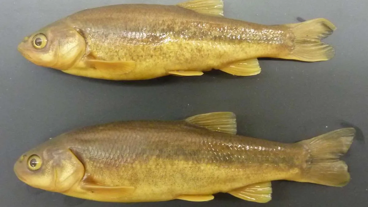 Summer of Chub | Natural History Museum