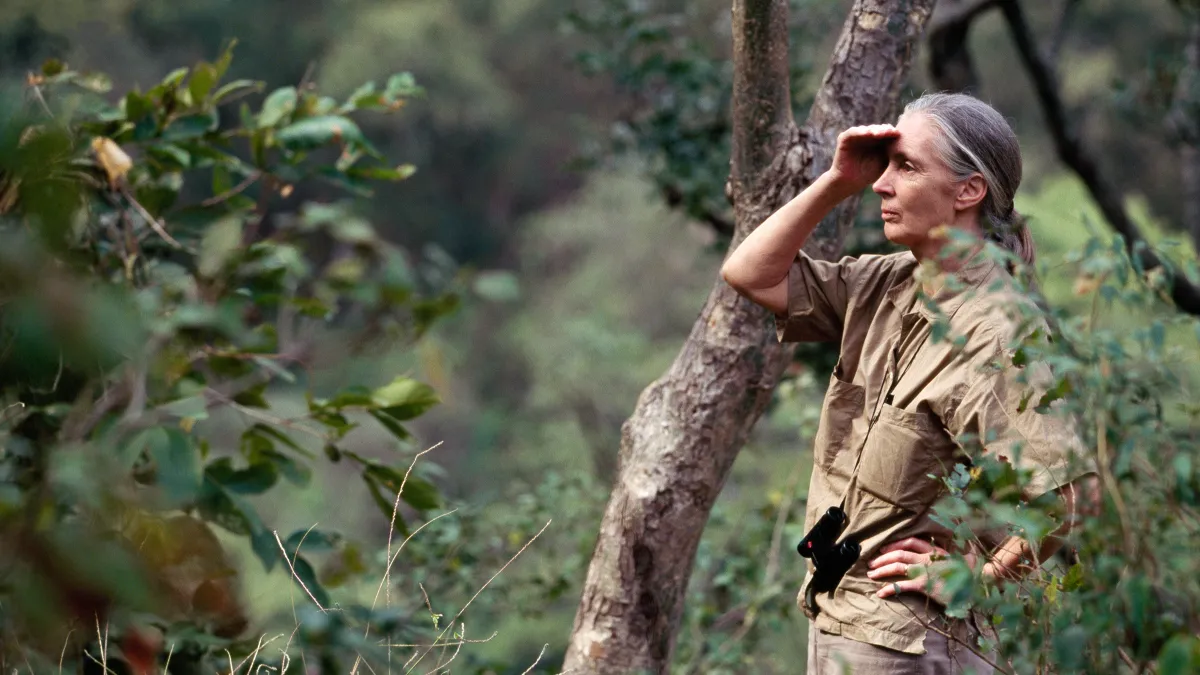 The Evolution of Dr. Jane Goodall | Natural History Museum The Evolution of Dr. Jane Goodall | Natural History Museum