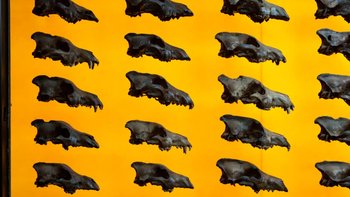 Make Your Own Fossil Skull Puppet | Natural History Museum