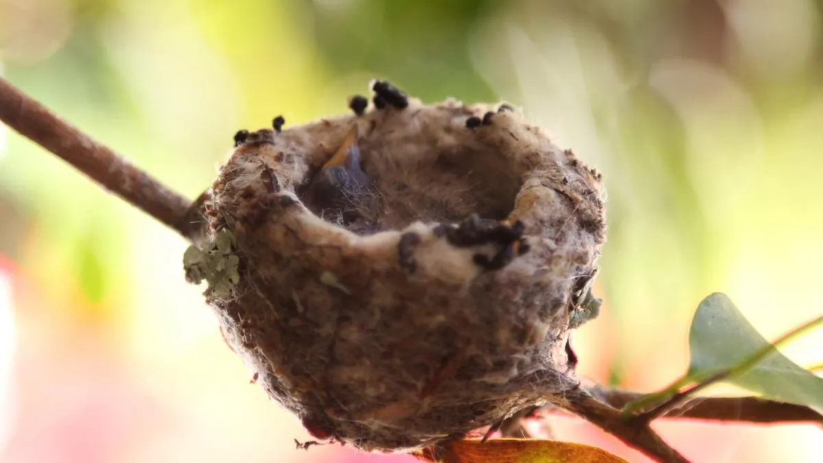 An Early Bird? | Natural History Museum