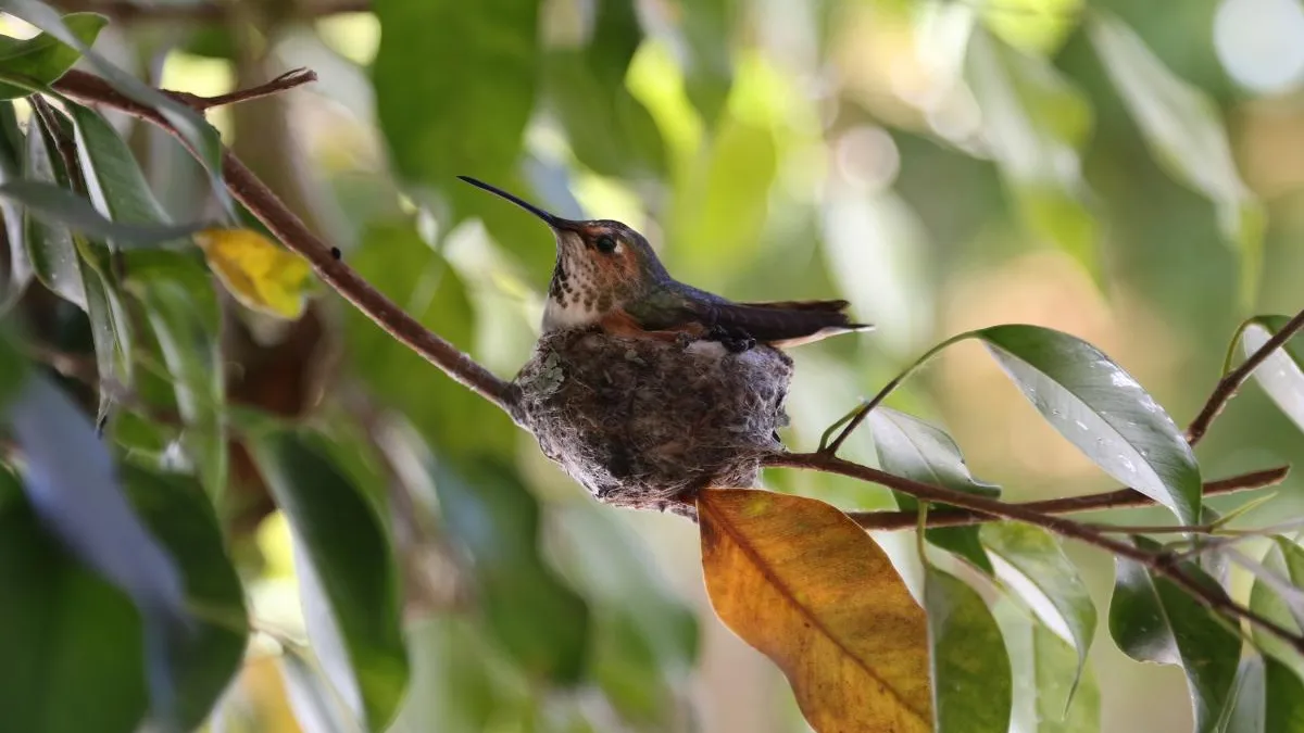 Three Horned Larks, Two Spotted Doves and a Seasonal Community Science ...