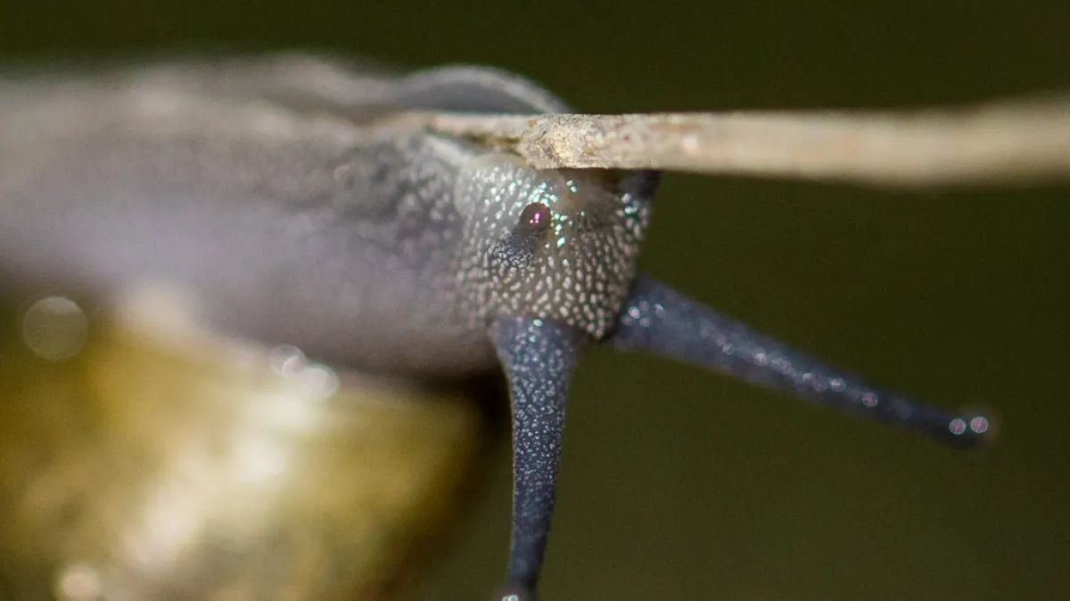 Snails, Camera, Action! | Natural History Museum