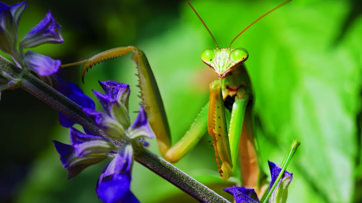 Amazing Mantids and Untangling the Widow's Web | Natural History Museum