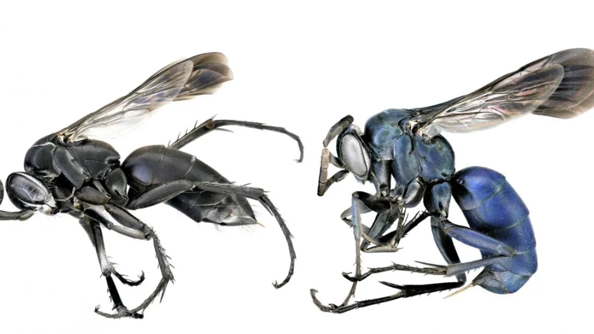 Bug Out With Us | Natural History Museum